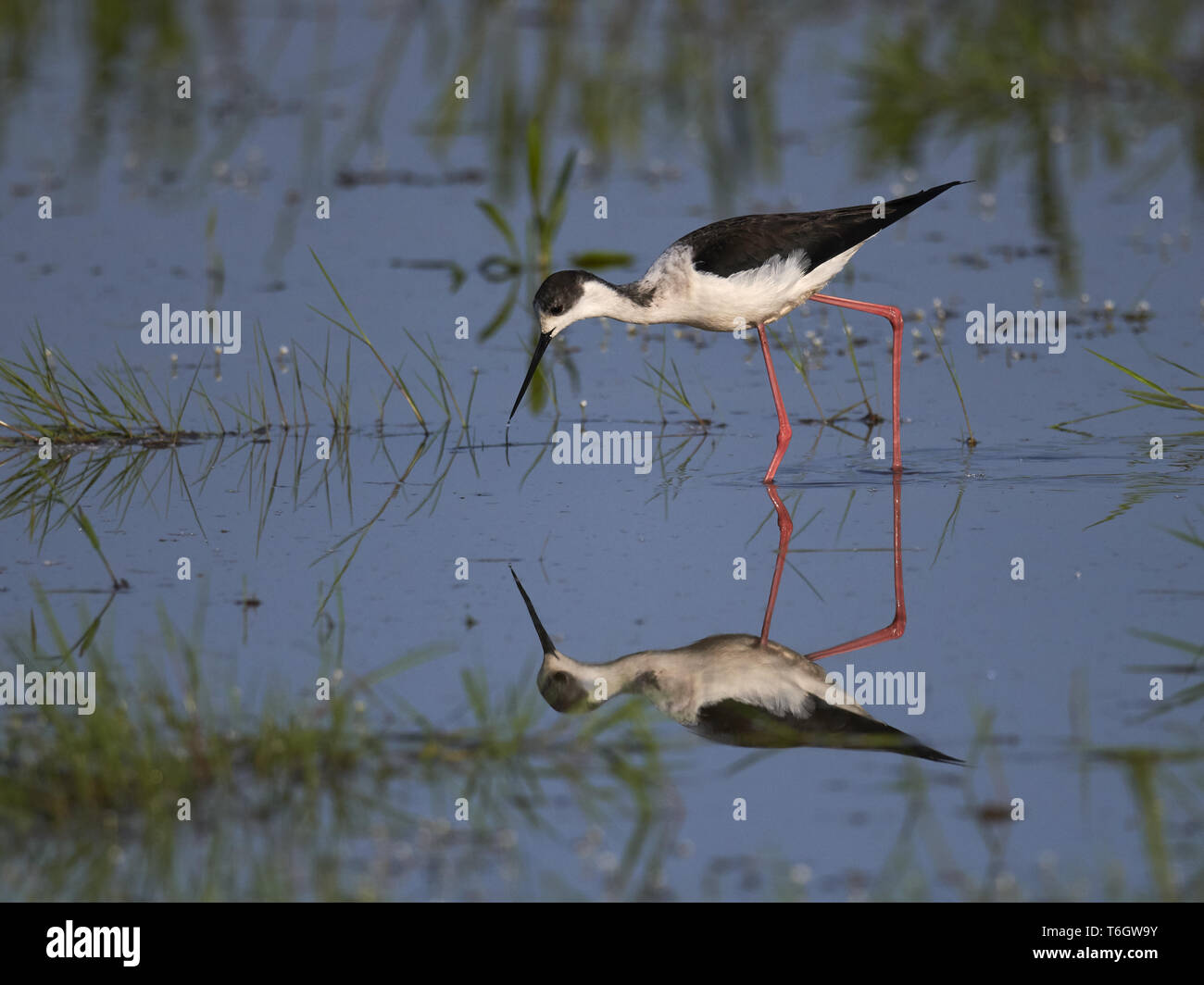 Common Stilt, Himantopus himantopus, North Sea, Europe Stock Photo - Alamy