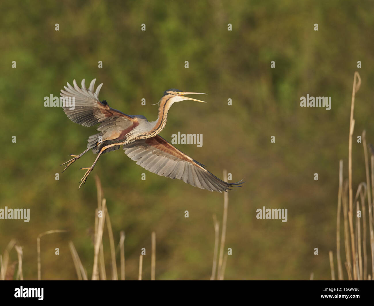 Purple Heron, Ardea purpurea, in hungary, europe Stock Photo - Alamy