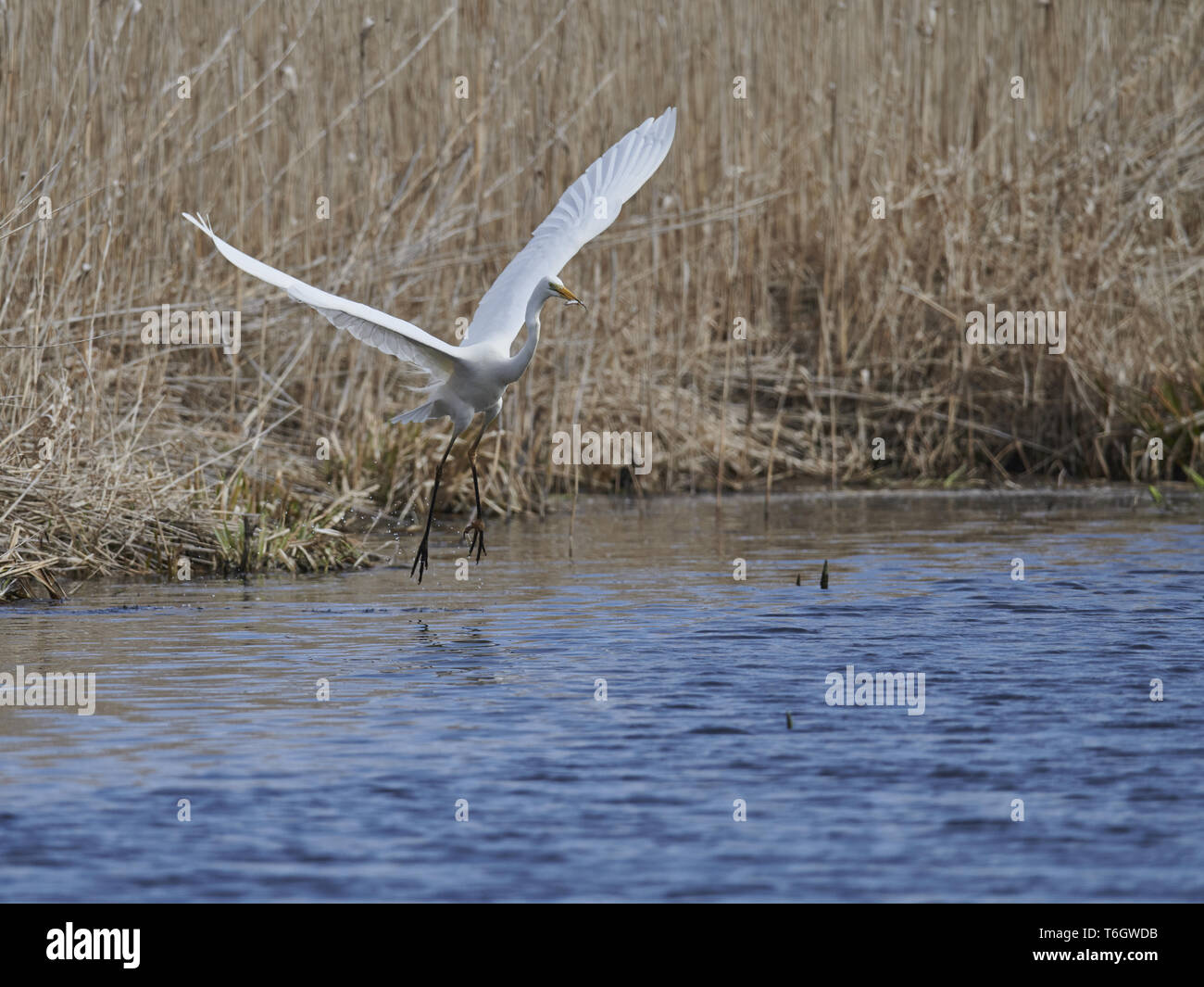 Great egret, Adrea Alba Stock Photo - Alamy
