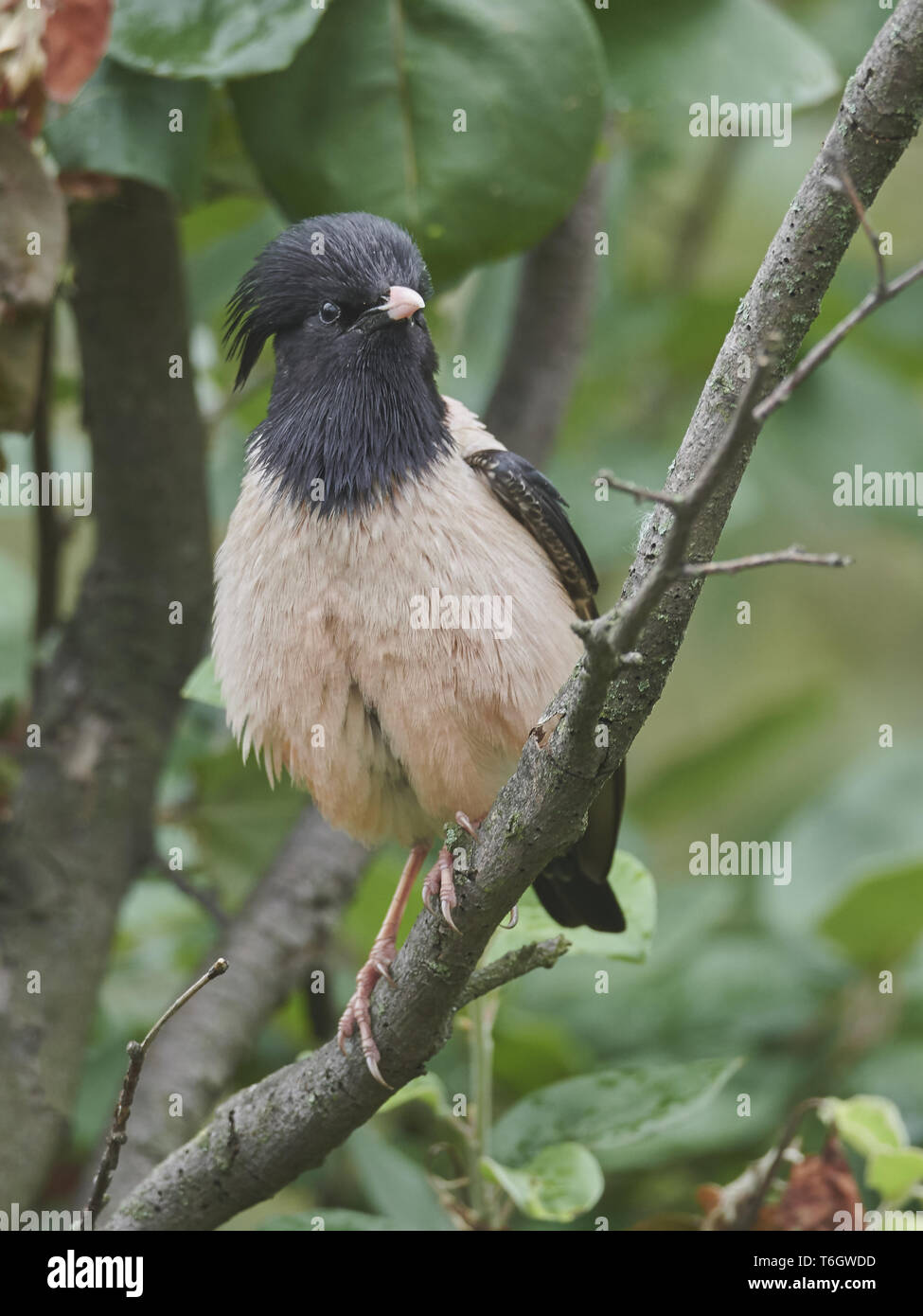 Rosy starling, Pastor roseus Stock Photo - Alamy