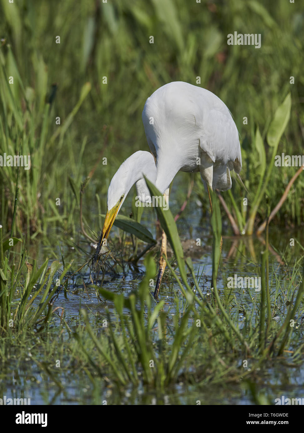 Great egret, Adrea Alba Stock Photo - Alamy