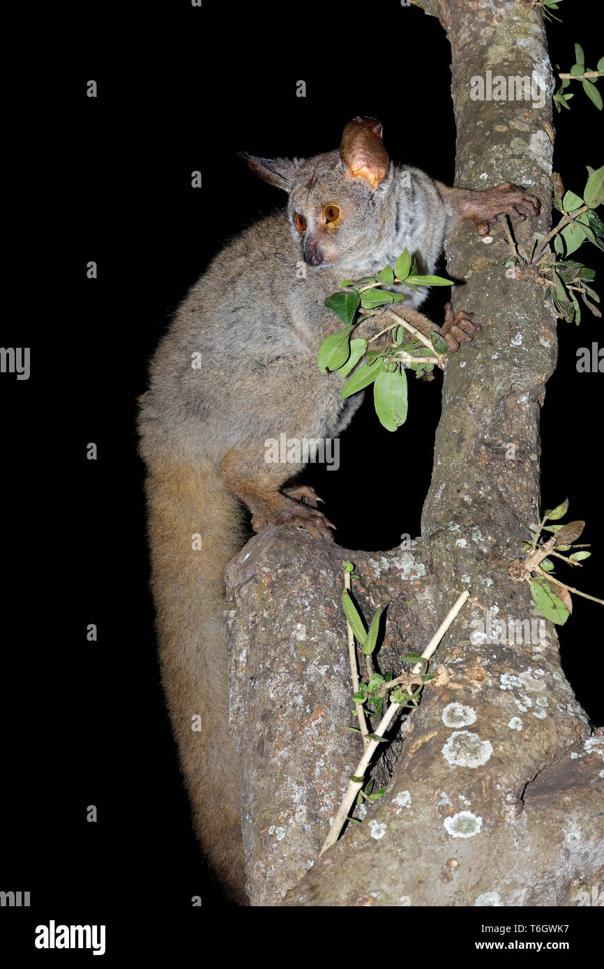 Nocturnal greater galago or bushbaby (Otolemur crassicaudatus) in a ...