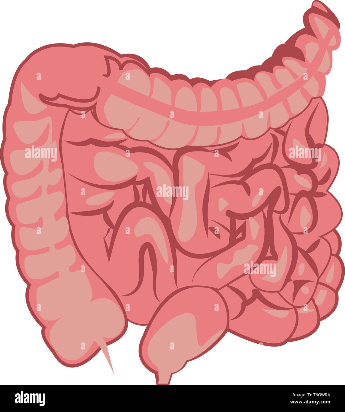Colon, intestinal tract system vector illustration Stock Vector Image ...