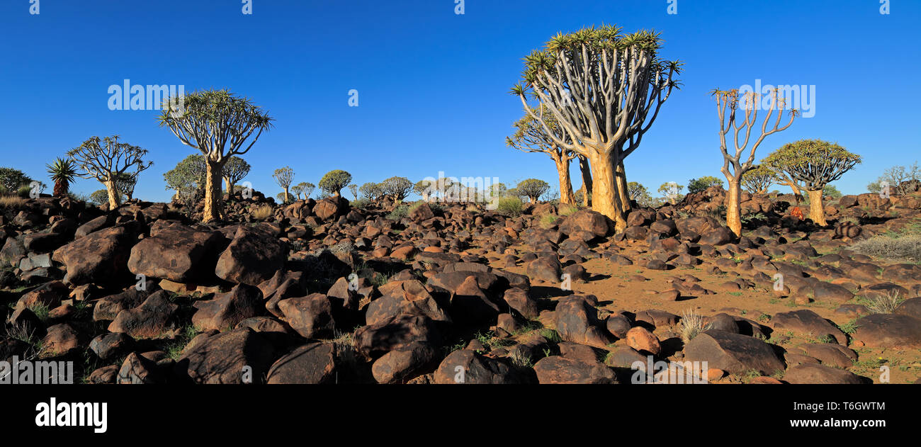 Panoramic landscape of quiver trees (Aloe dichotoma) and granite rocks ...