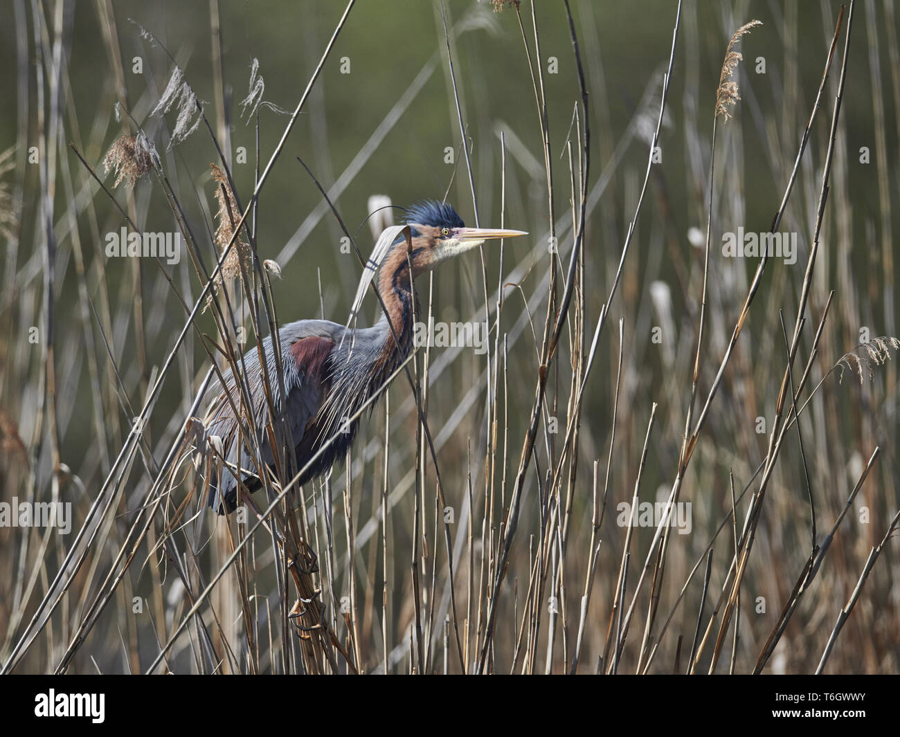 Purple Heron, Ardea purpurea, in hungary, europe Stock Photo - Alamy