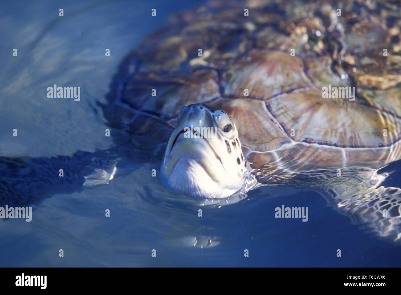 Isla mujeres turtle hi-res stock photography and images - Alamy