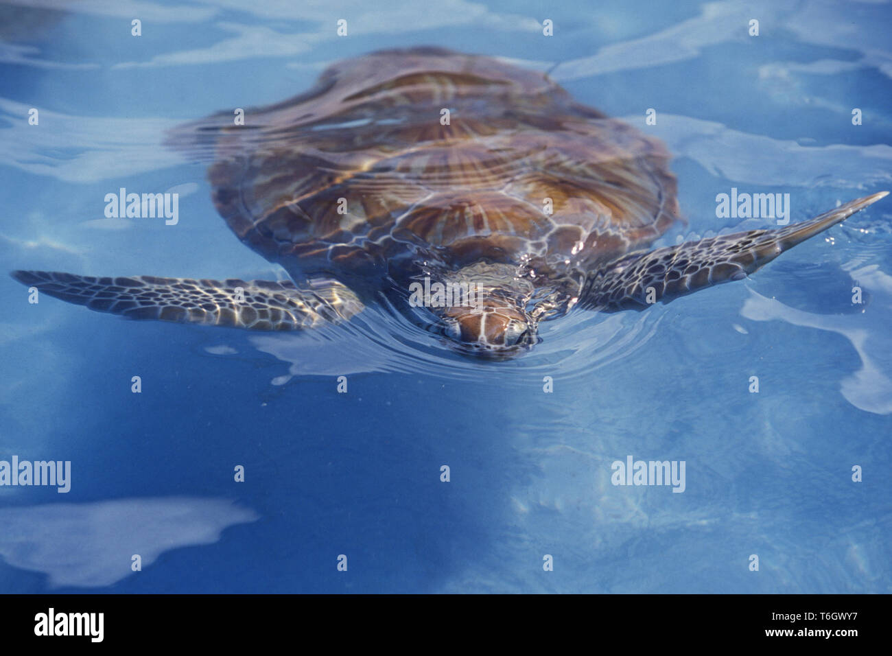 Isla mujeres turtle hi-res stock photography and images - Alamy