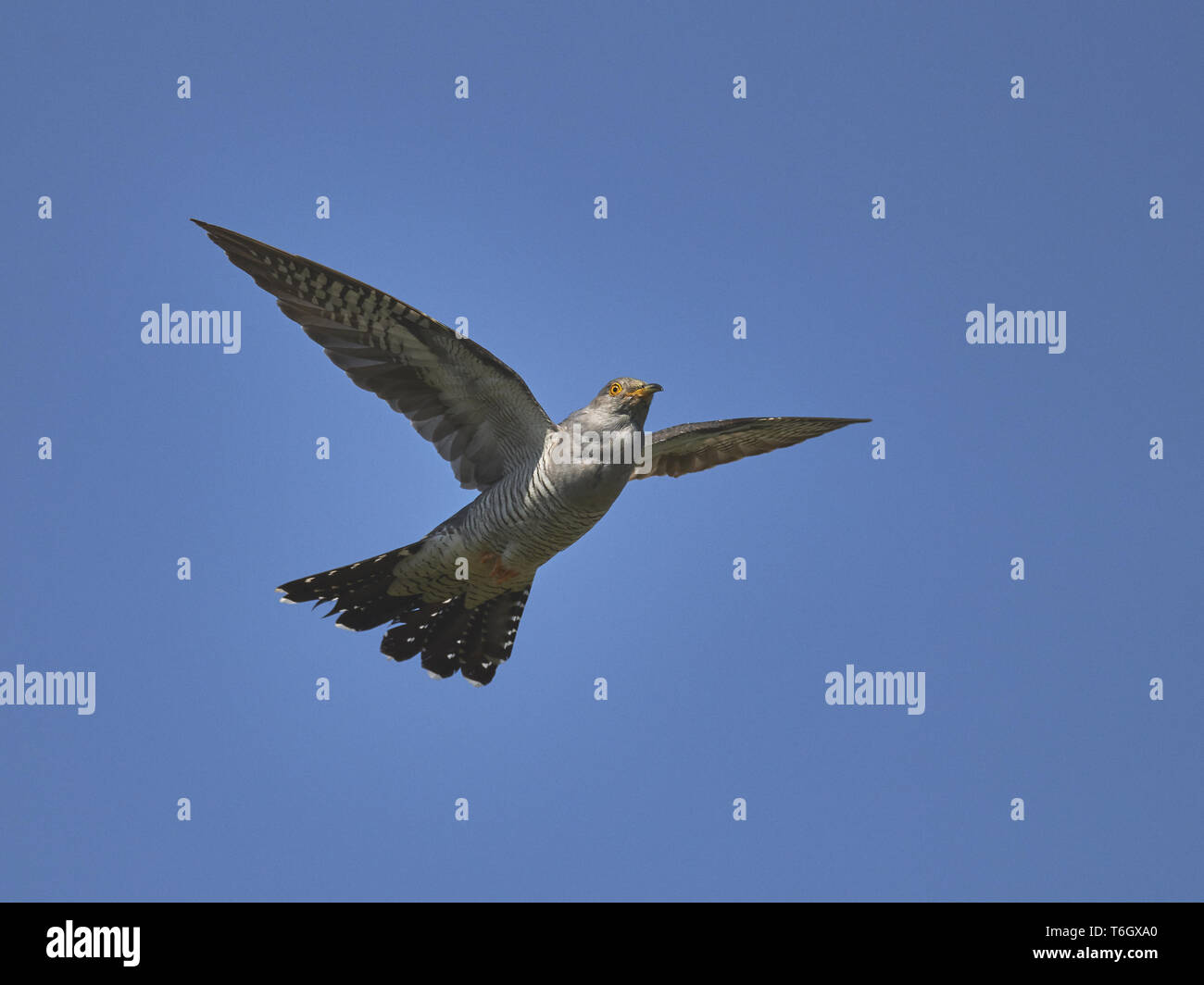 Common Cuckoo, Cuculus canorus, Kuckuck Stock Photo - Alamy