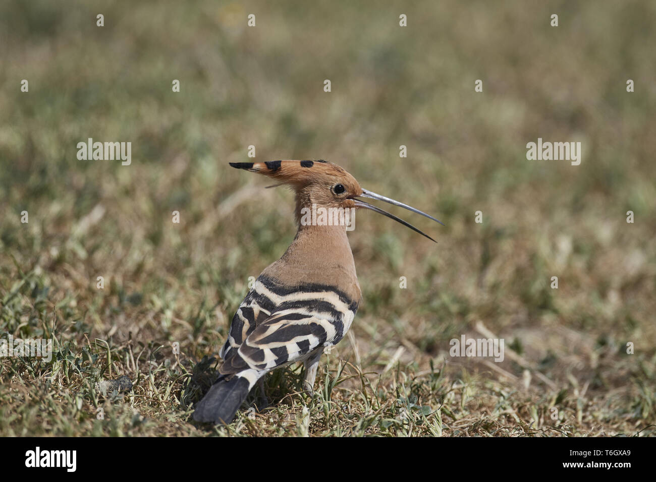 Eurasian hoopoe [Upupa epops] Stock Photo - Alamy