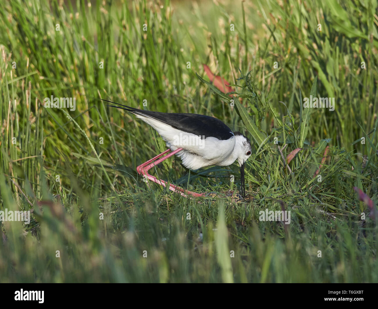 Common Stilt, Himantopus himantopus, North Sea, Europe Stock Photo - Alamy