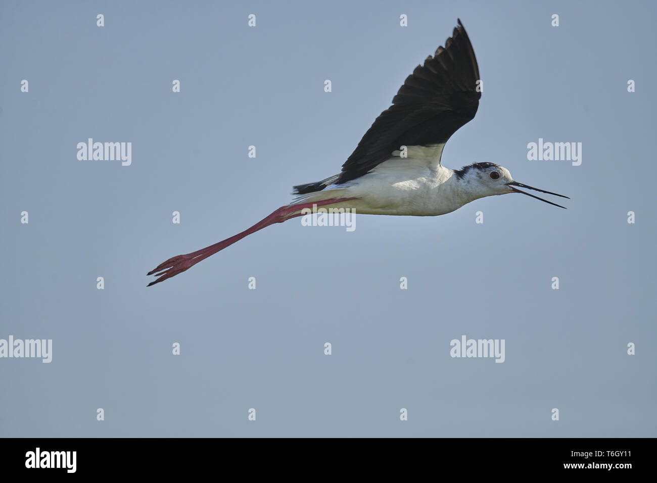 Common Stilt, Himantopus himantopus, North Sea, Europe Stock Photo - Alamy