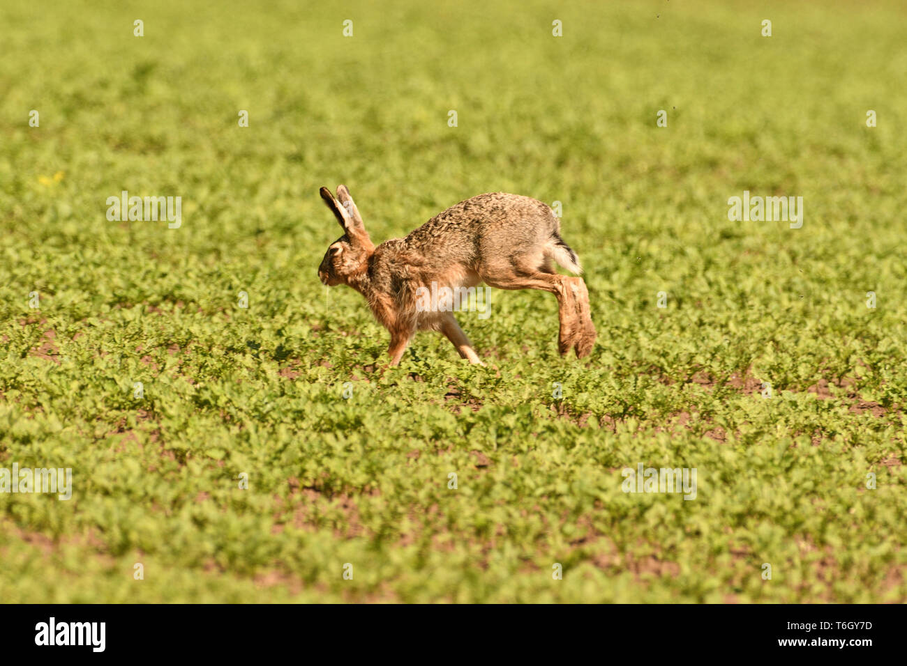 Hare lip hi-res stock photography and images - Alamy