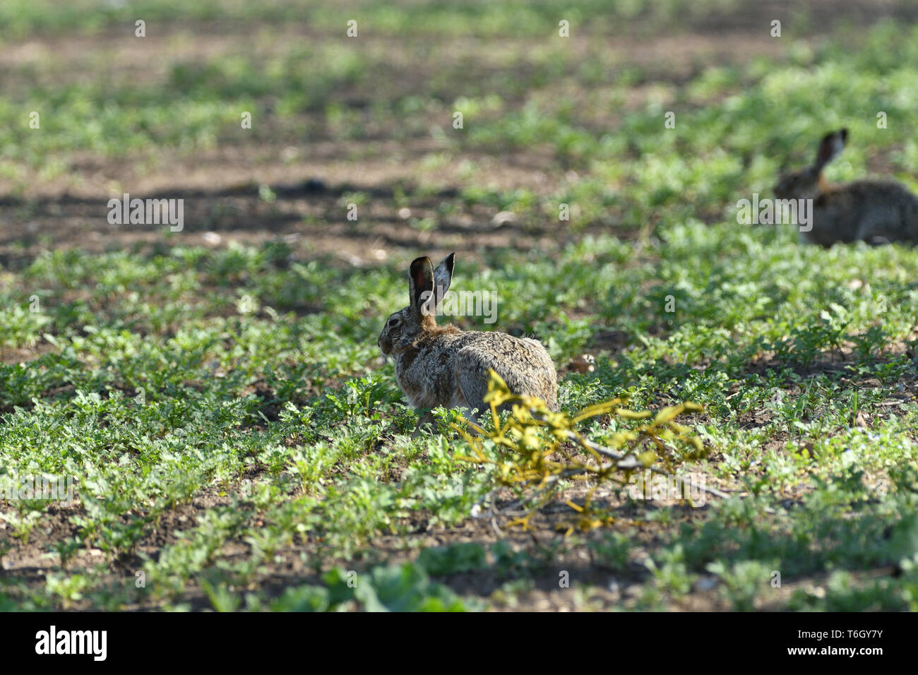 Hare lip hi-res stock photography and images - Alamy