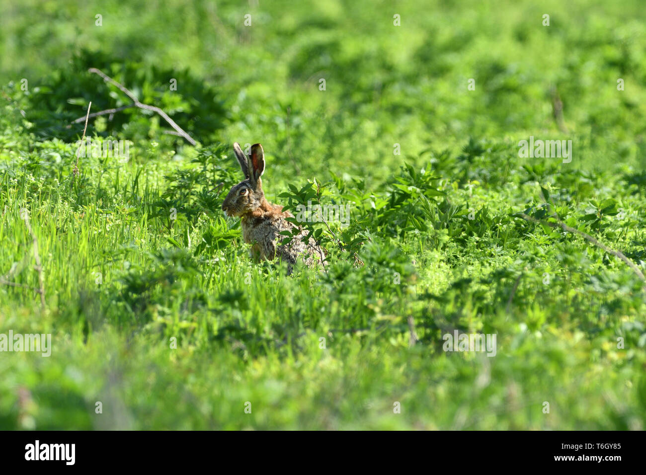 Hare lip hi-res stock photography and images - Alamy