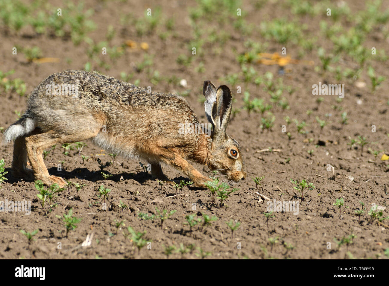 Hare lip hi-res stock photography and images - Alamy