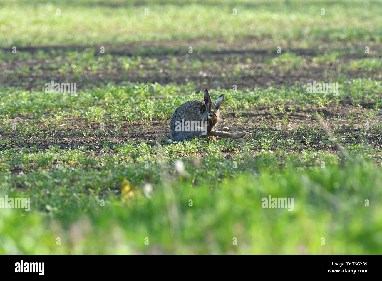 Hare lip hi-res stock photography and images - Alamy