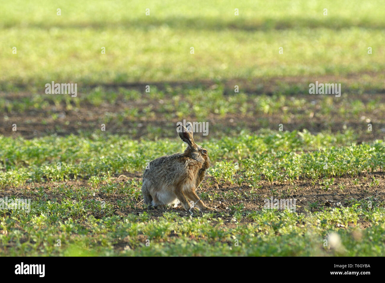 Hare lip hi-res stock photography and images - Alamy