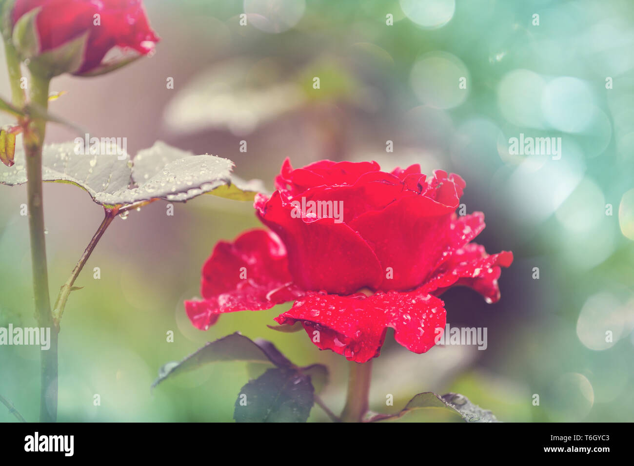 Pink Rose, beautiful nature background Stock Photo - Alamy