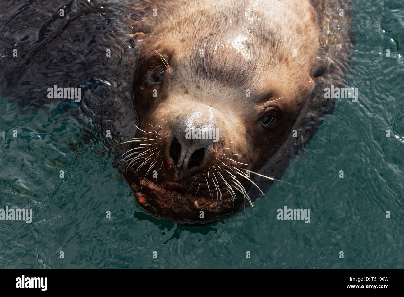 Wild sea mammal animal Steller Sea Lion swims in cold water Pacific ...