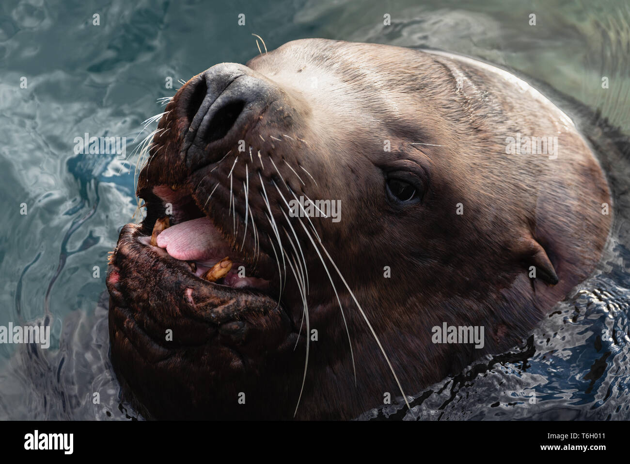 Wild sea animal Steller Sea Lion swims in cold waves Pacific Ocean ...
