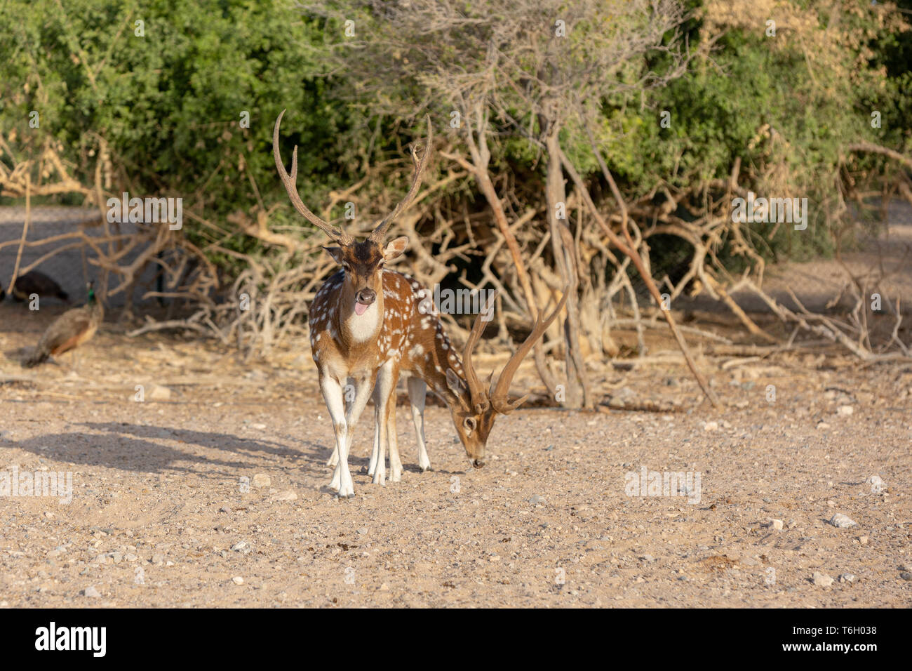 Axis Deer at Sir Bani Yas Island, the Arabian Wildlife Park, Abu Dhabi ...