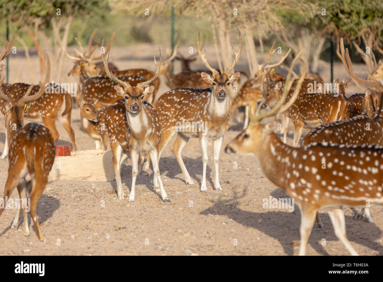 Axis Deer at Sir Bani Yas Island, the Arabian Wildlife Park, Abu Dhabi ...