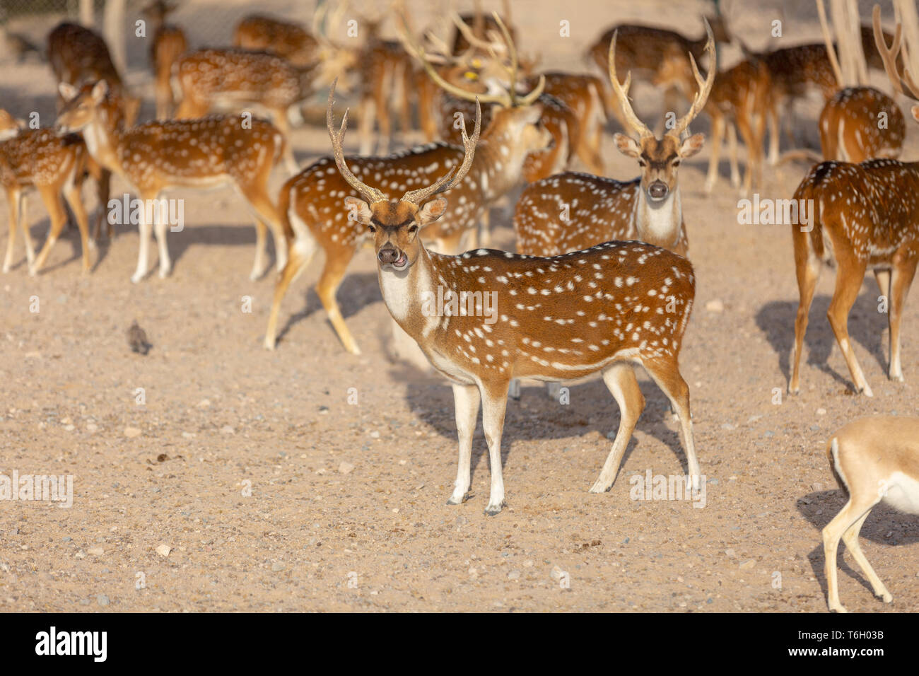Axis Deer at Sir Bani Yas Island, the Arabian Wildlife Park, Abu Dhabi ...