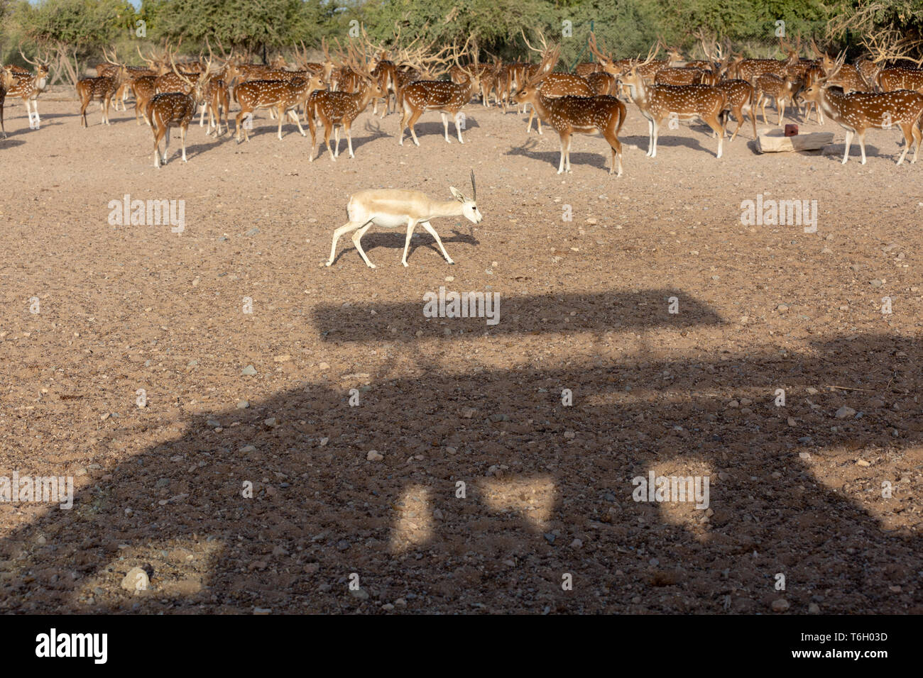 Axis Deer at Sir Bani Yas Island, the Arabian Wildlife Park, Abu Dhabi ...