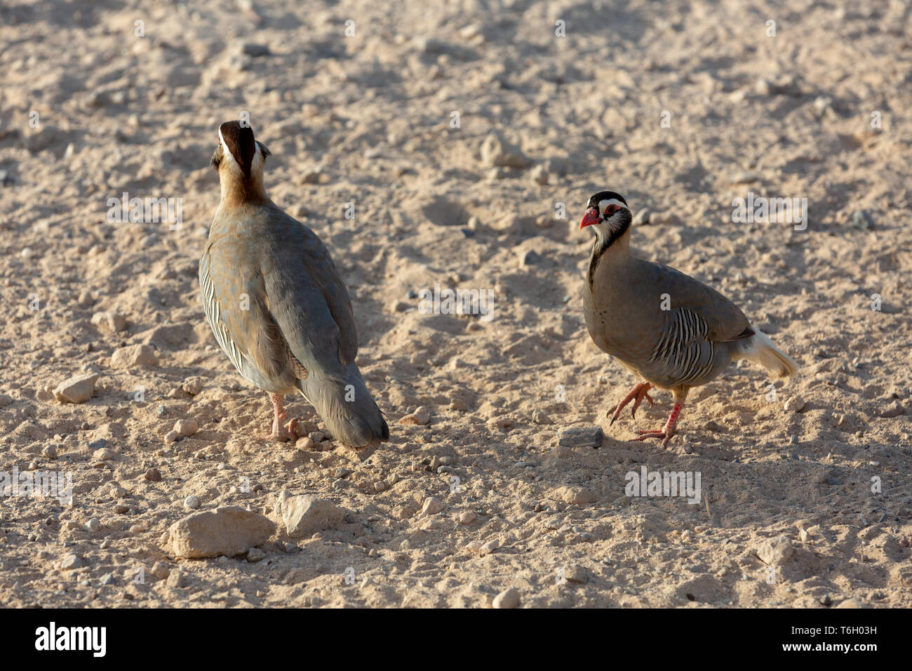 Sir Bani Yas Island, the Arabian Wildlife Park, Abu Dhabi, UAE Stock ...
