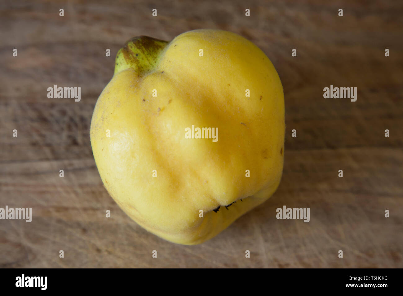 Freshly picked homegrown organic yellow quinces with fuzz getting ready ...