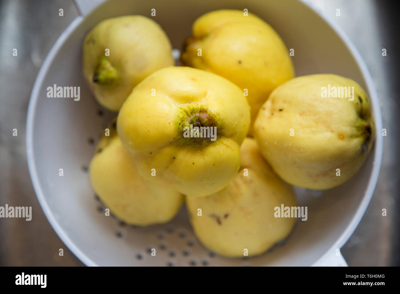 Freshly picked homegrown organic yellow quinces getting the fuzz washed ...