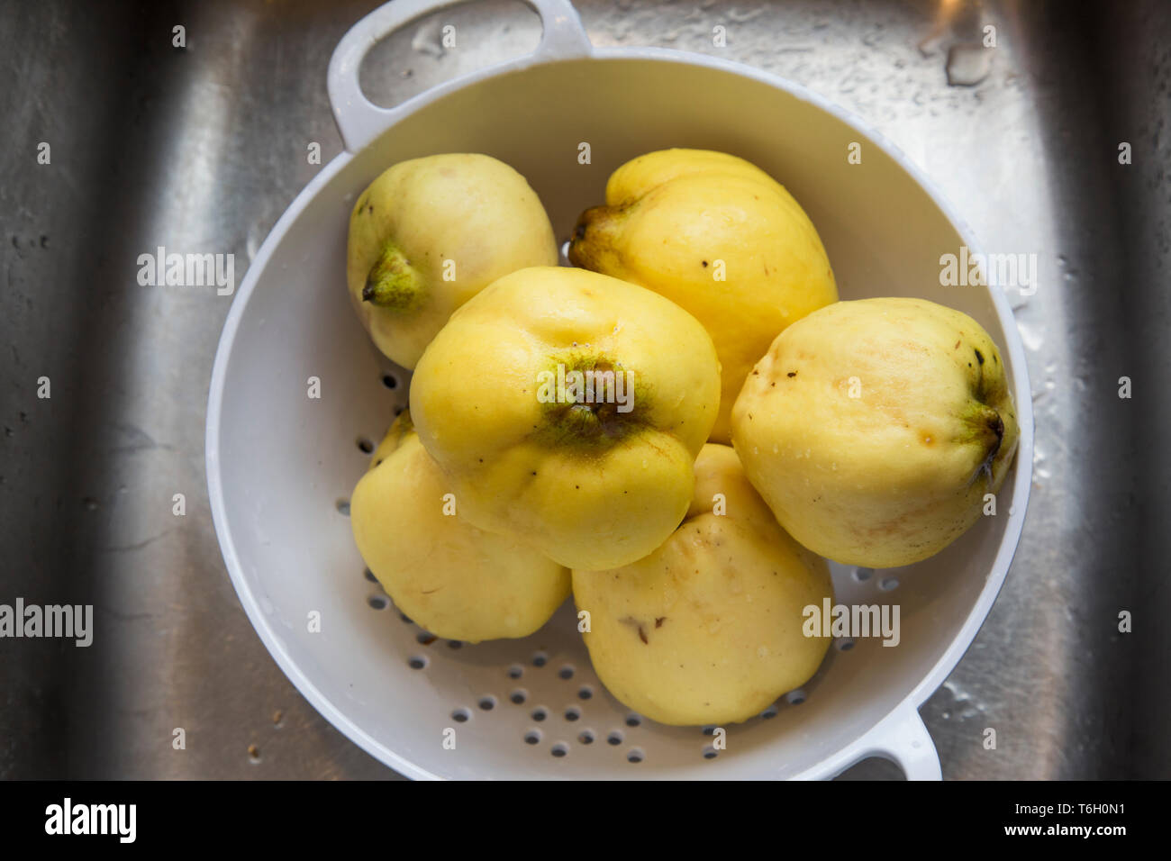 Freshly picked homegrown organic yellow quinces getting the fuzz washed ...