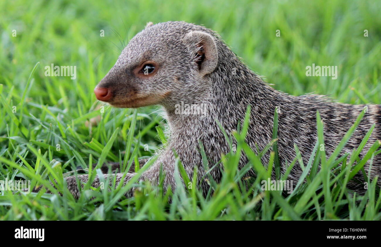 African banded mongoose hi-res stock photography and images - Alamy