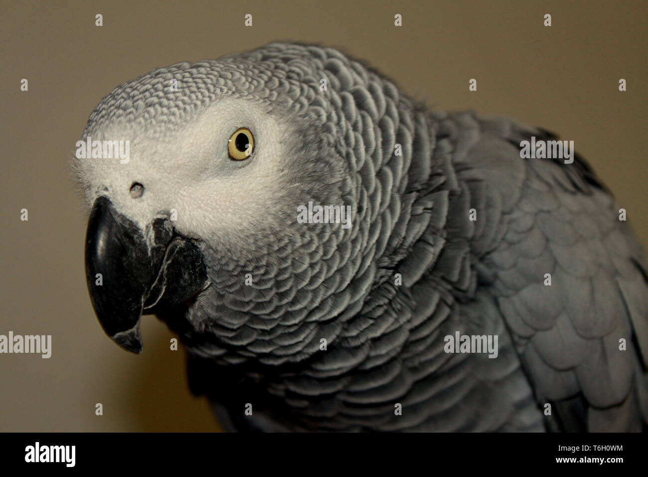 African grey parrot hi-res stock photography and images - Alamy