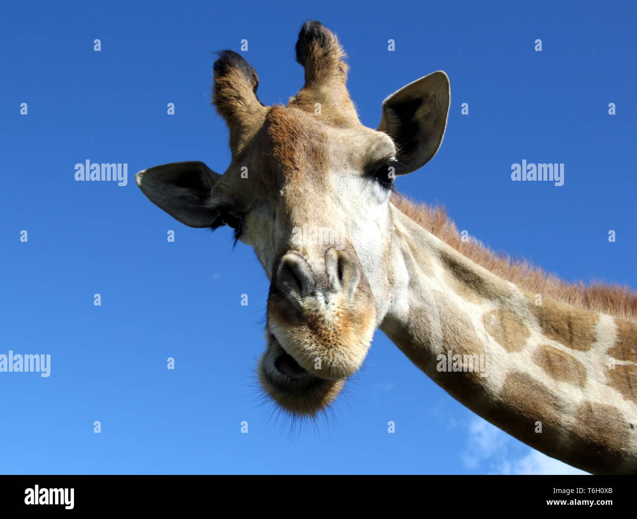 Animal funny face pulling hi-res stock photography and images - Alamy