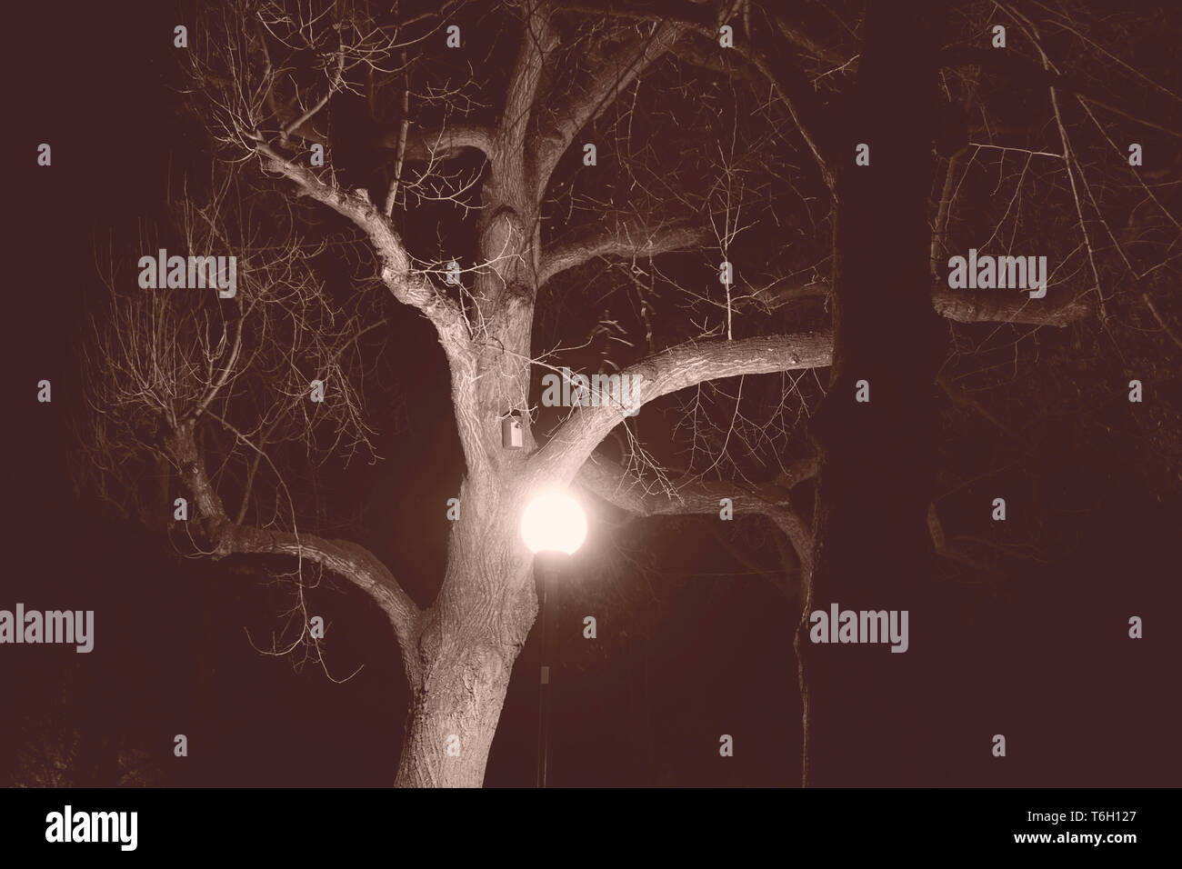 tree in a park at night Stock Photo - Alamy