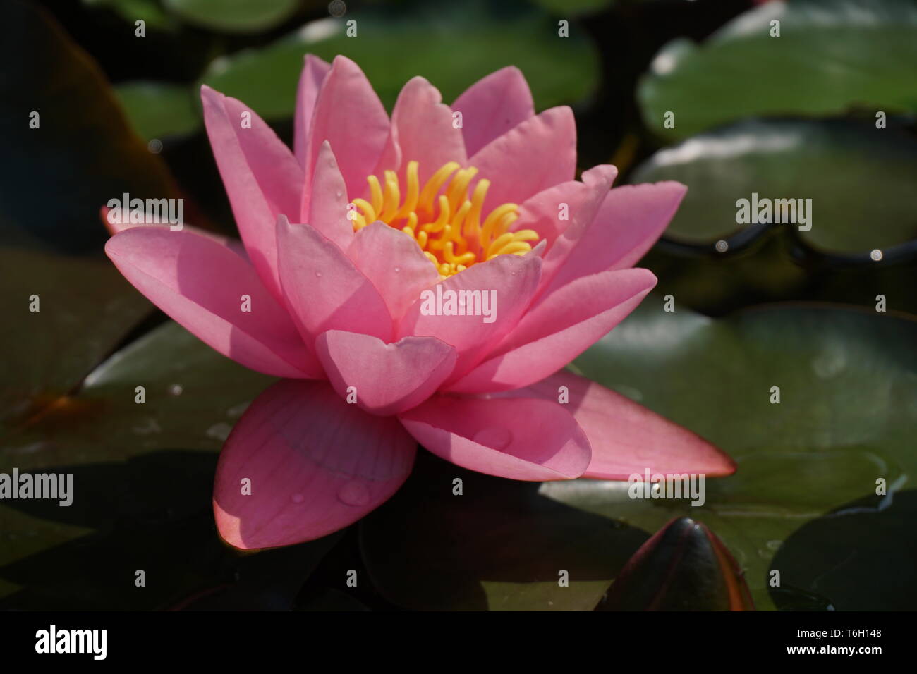 pink lotus flower Stock Photo - Alamy
