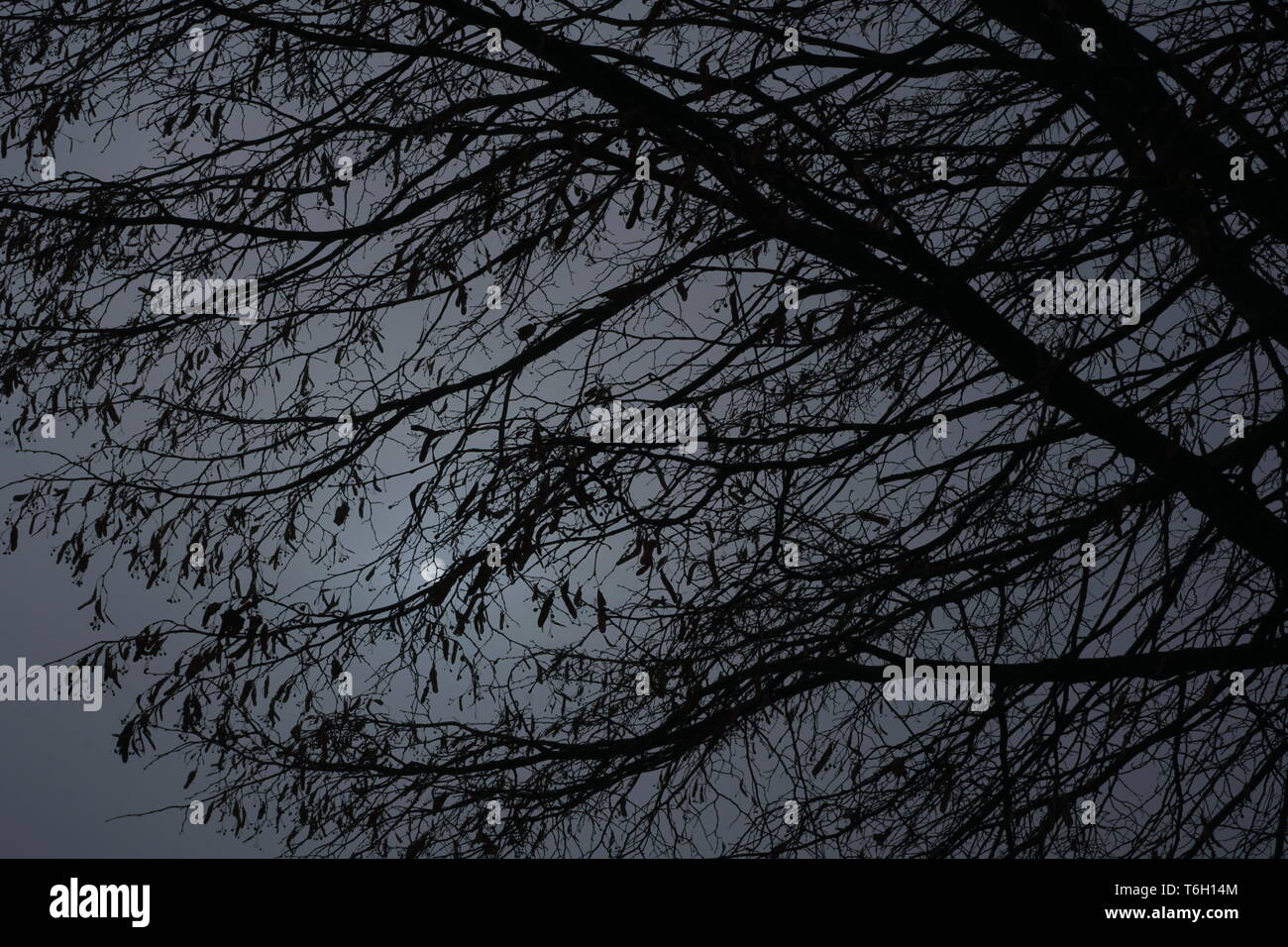 Moonlight through trees hi-res stock photography and images - Alamy