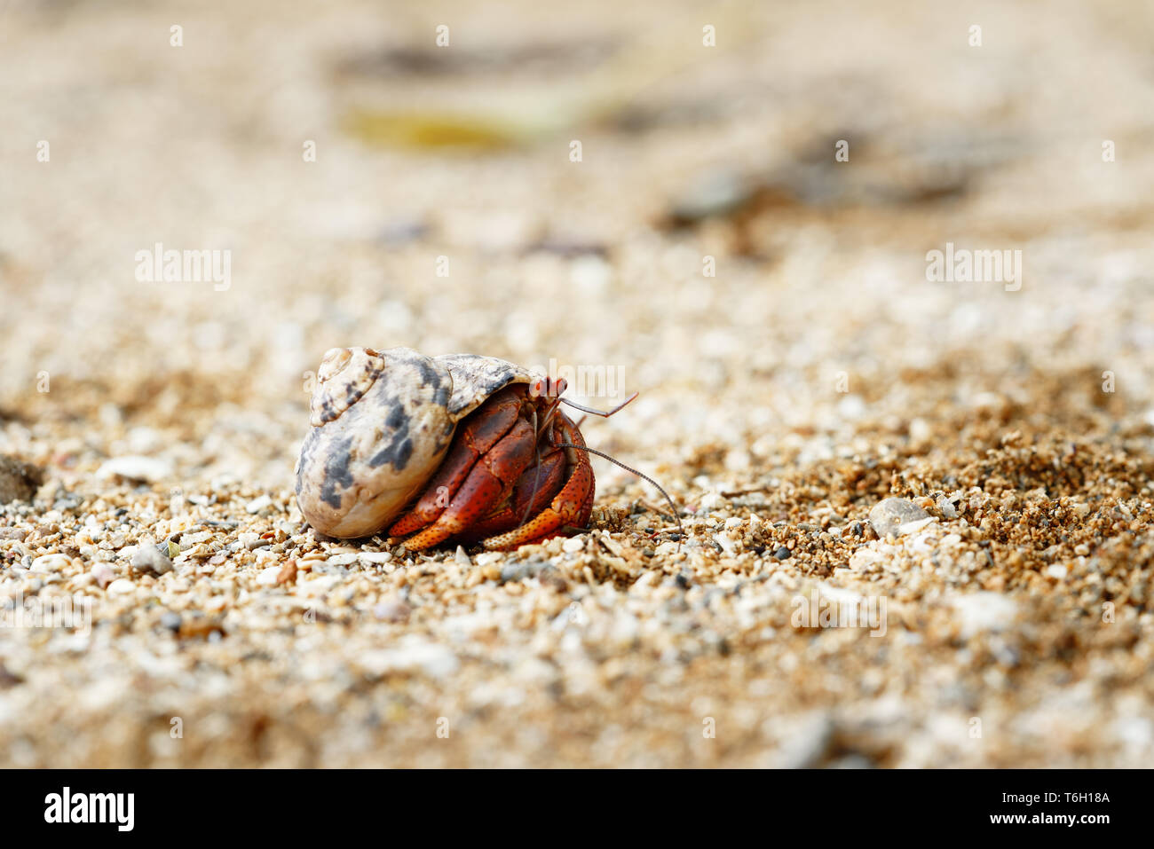 Close-up of a hermit crab (Coenobitidae) wearing a shell shell as a ...