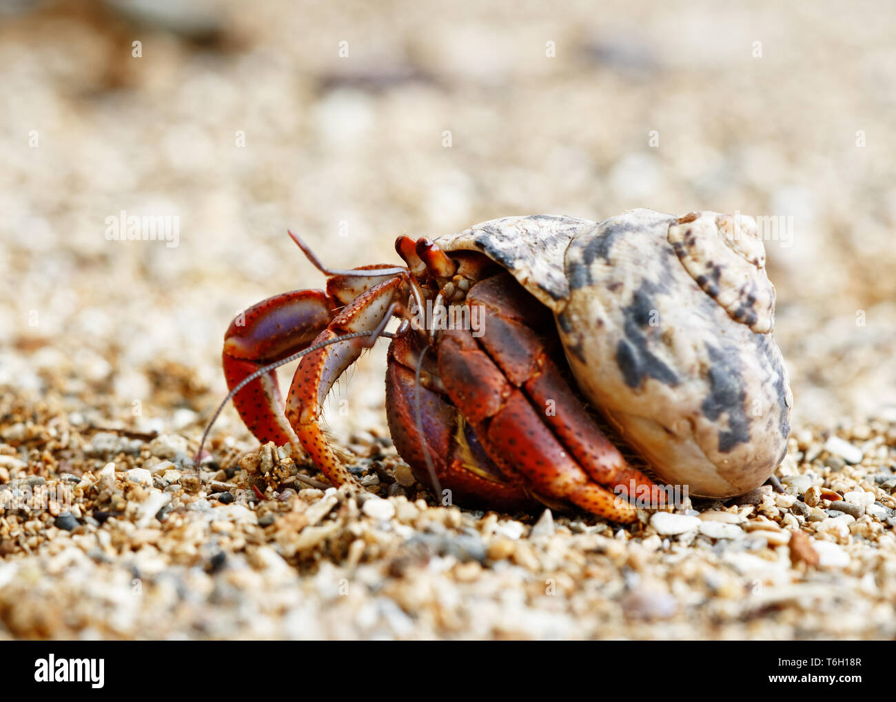 Narrow abdomen hi-res stock photography and images - Alamy