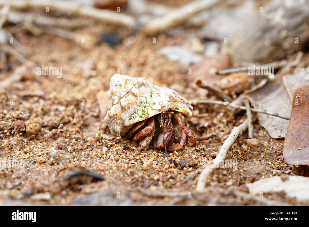 Natural looking close-up of a hermit crab (Coenobitidae) that protects ...