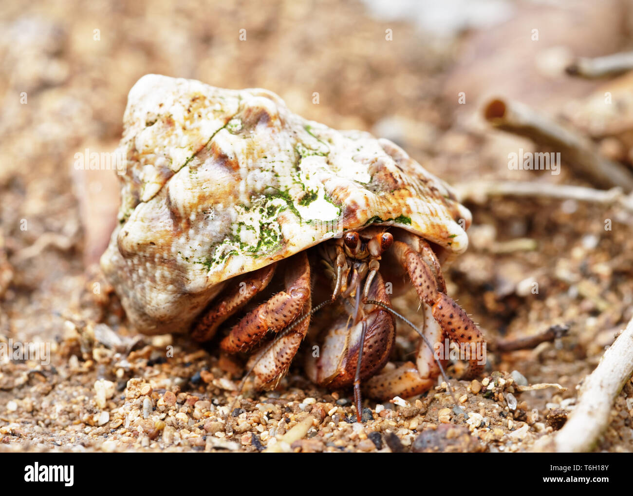 Coenobitidae protection hi-res stock photography and images - Alamy