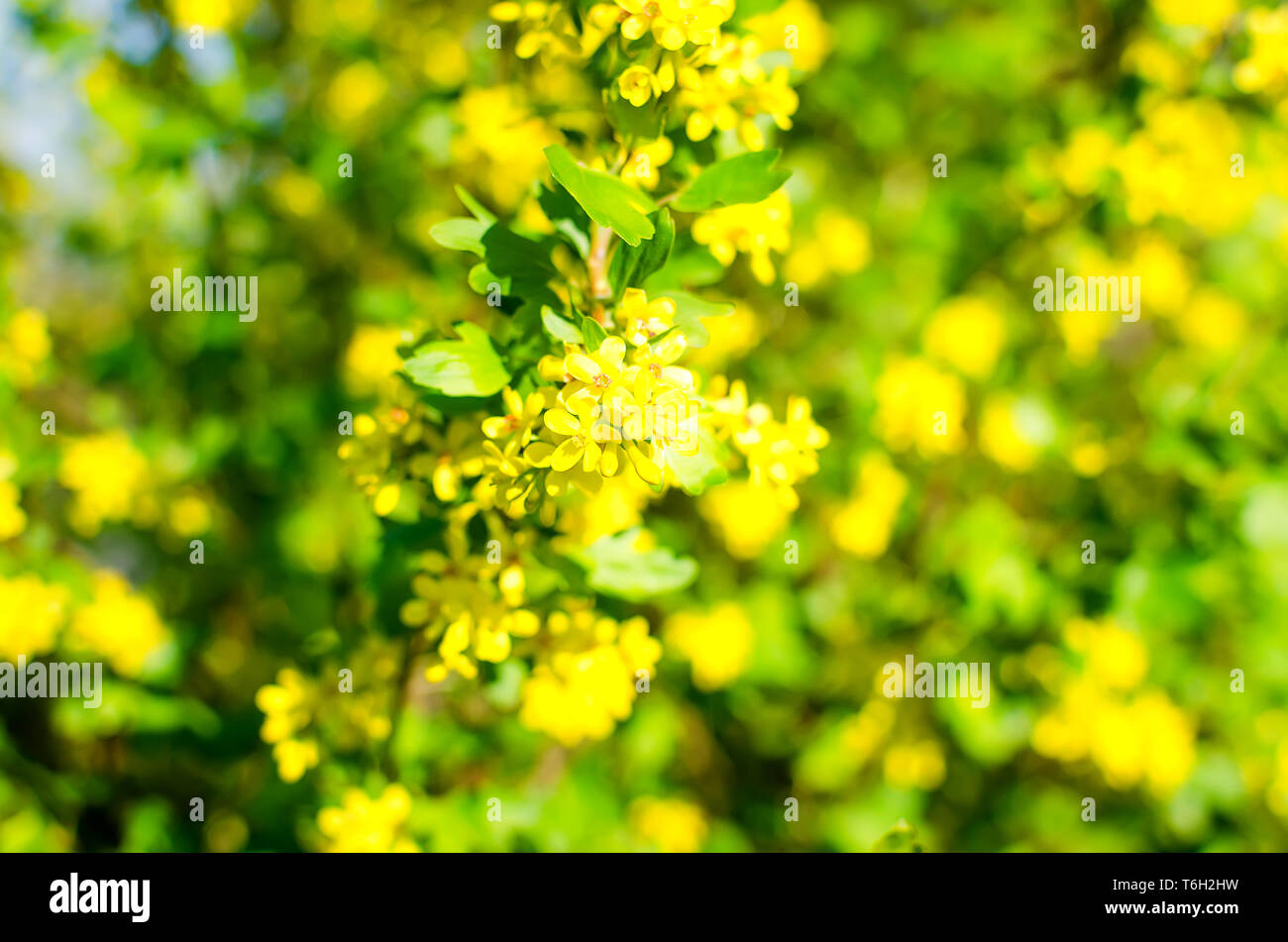 Branches Beautiful springs bush with yellow flowers and young green ...