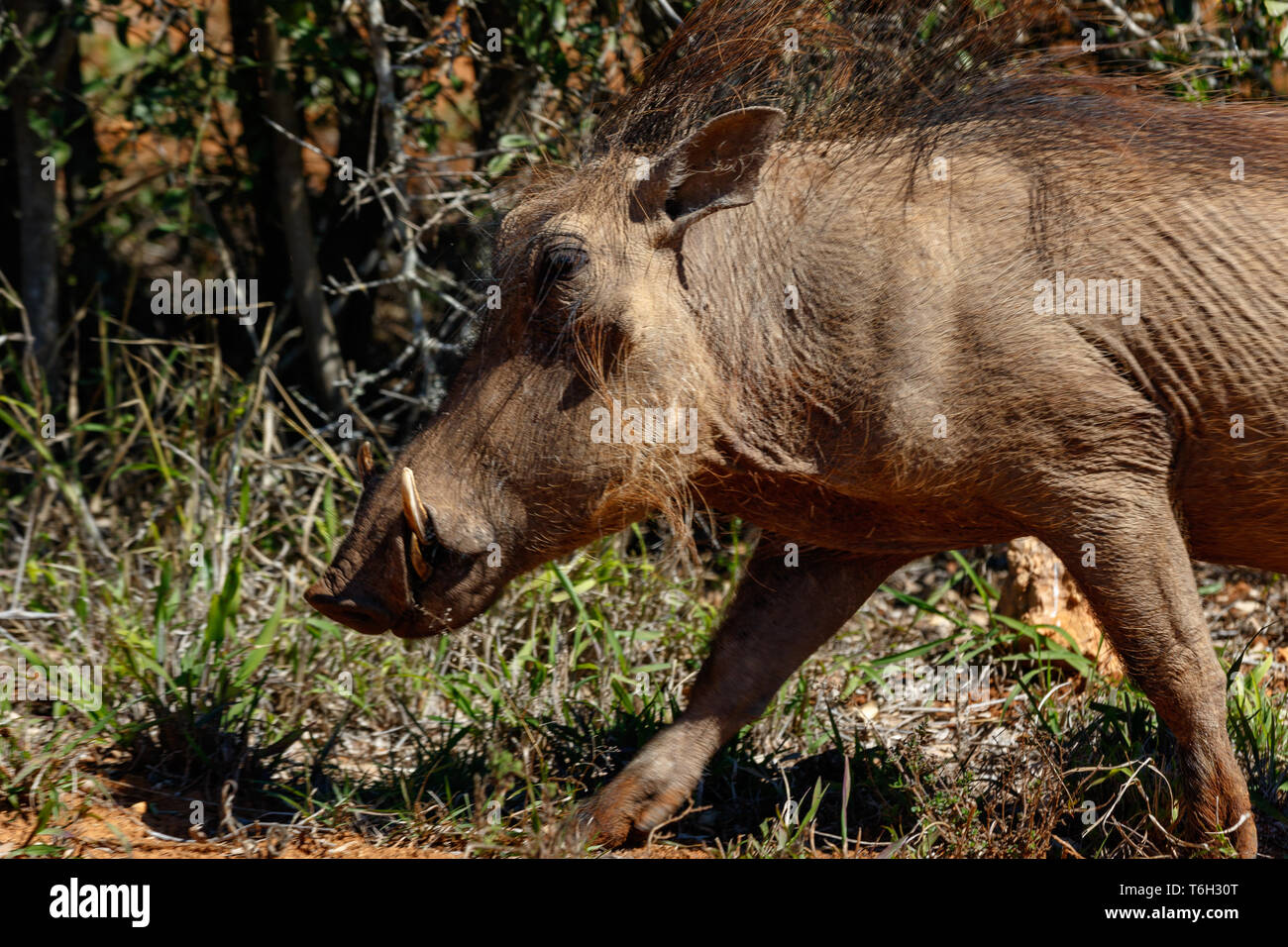 Warthogs running hi-res stock photography and images - Alamy