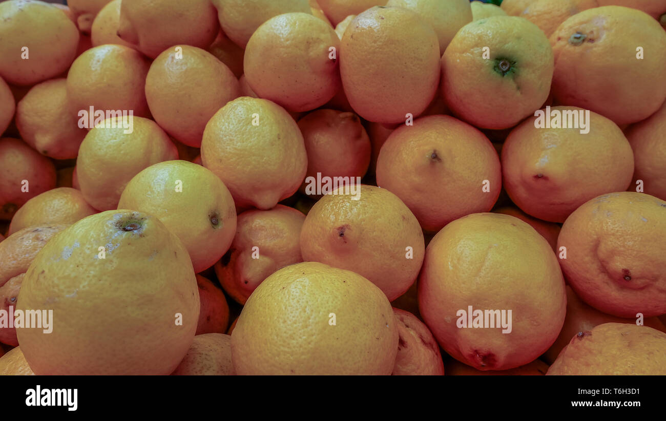 Grapefruit harvest. many grapefruit. grapefruits for food textures and ...
