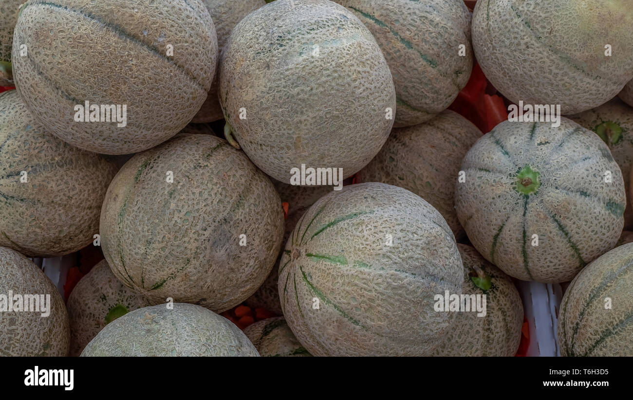 Melons on a counter - many small round melons with green stripes on ...