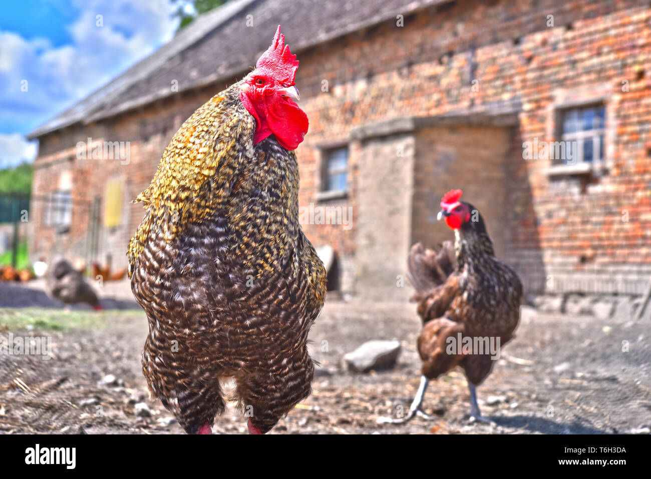 Rooster and chickens on traditional free range poultry farm Stock Photo ...