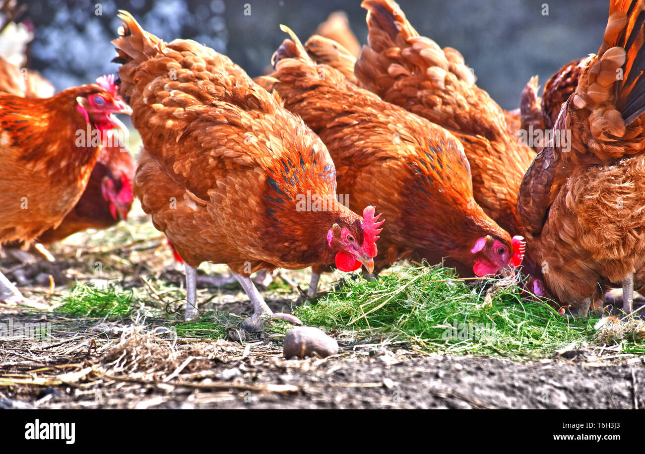 Chickens on traditional free range poultry farm Stock Photo - Alamy