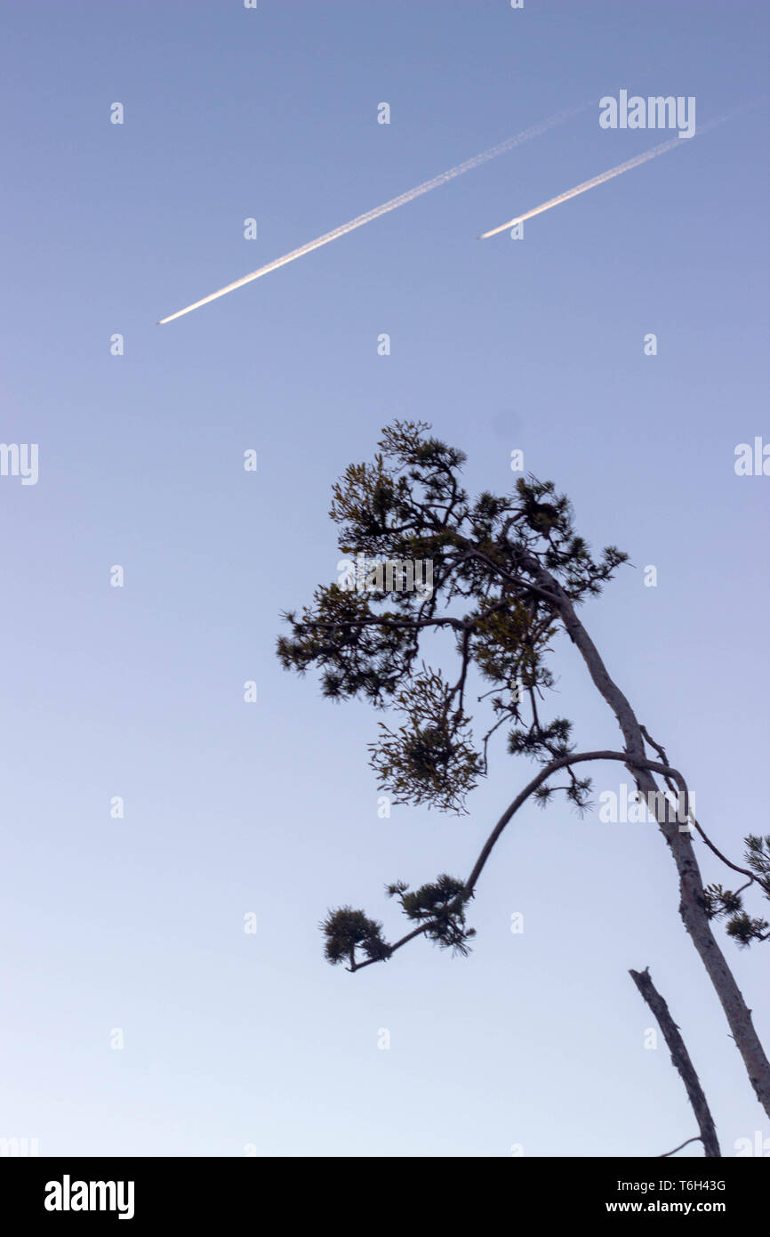 Planes tree hi-res stock photography and images - Alamy