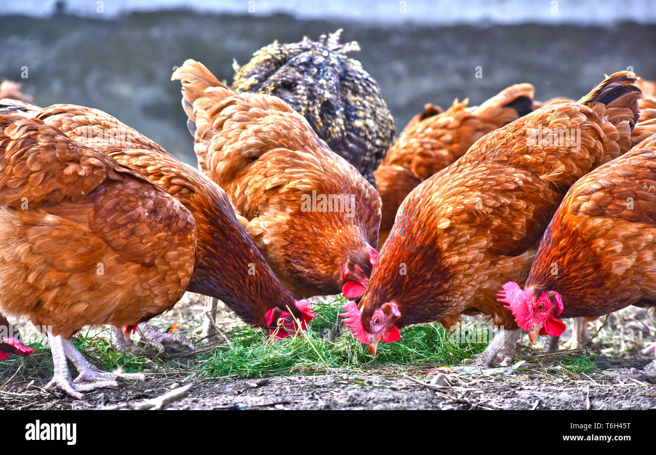 Chickens on traditional free range poultry farm Stock Photo - Alamy